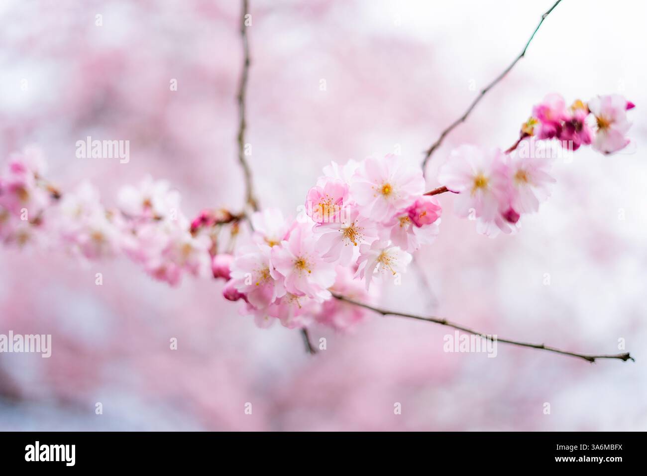 Sakura blossom park in European city. Trees with pink flowers ...