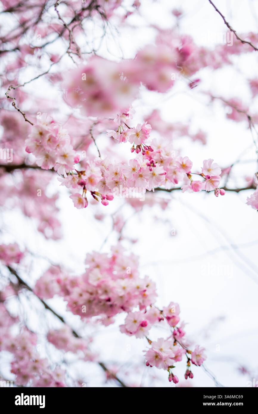 Sakura blossom park in European city. Trees with pink flowers ...