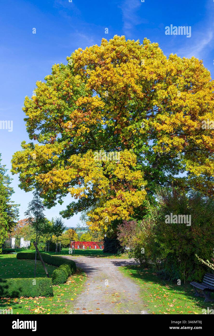 Steileiche quercus robur in herbstlicher Laubfärbung, Erzgebirge ...