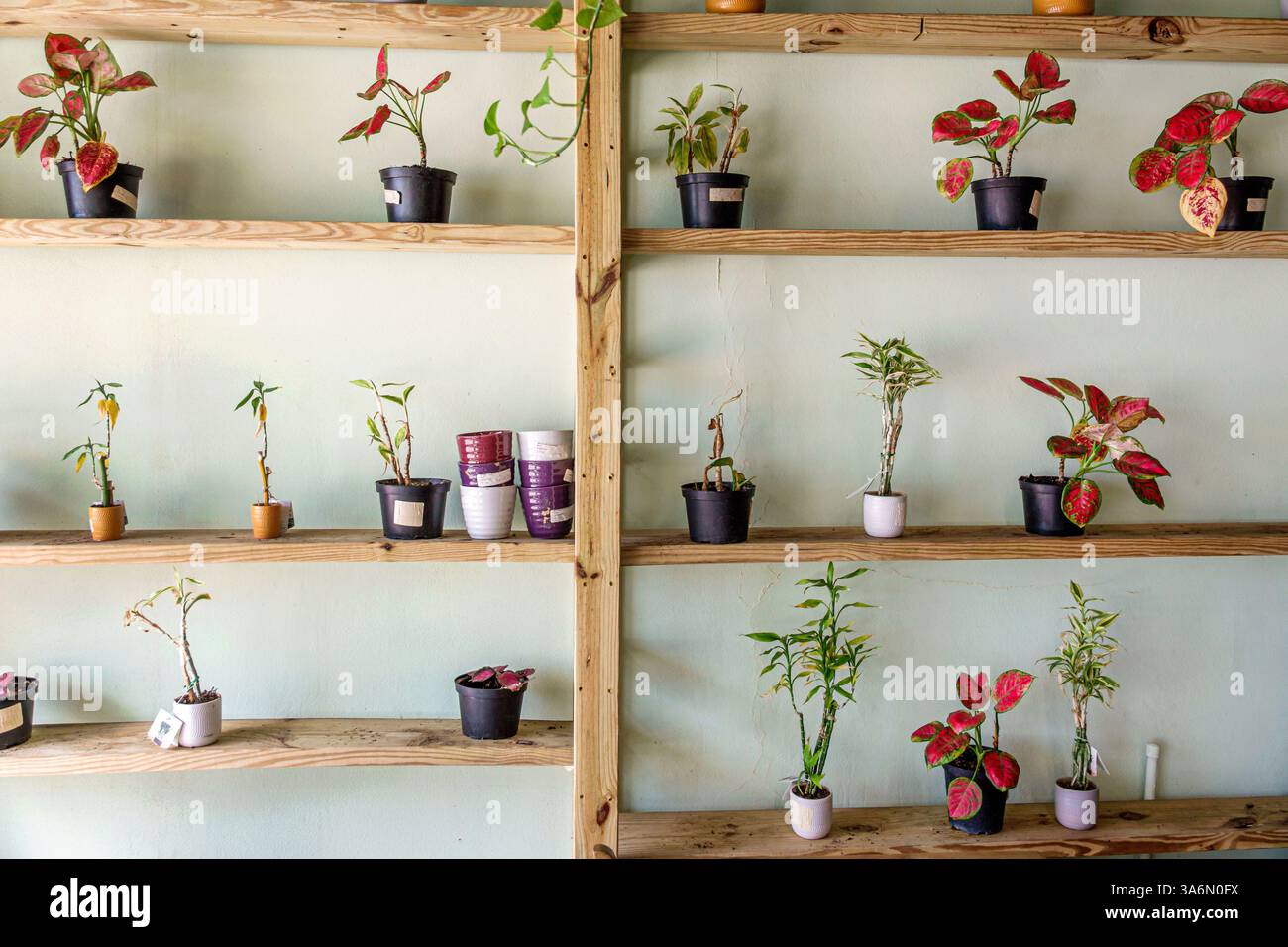 Philipsburg Sint St. Saint Maarten,Boardwalk,inside store,plants for ...