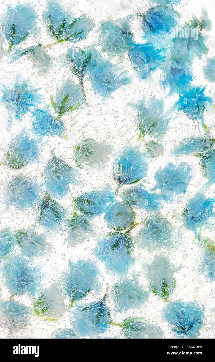 Backlit frozen blue flowers background closeup Stock Photo - Alamy
