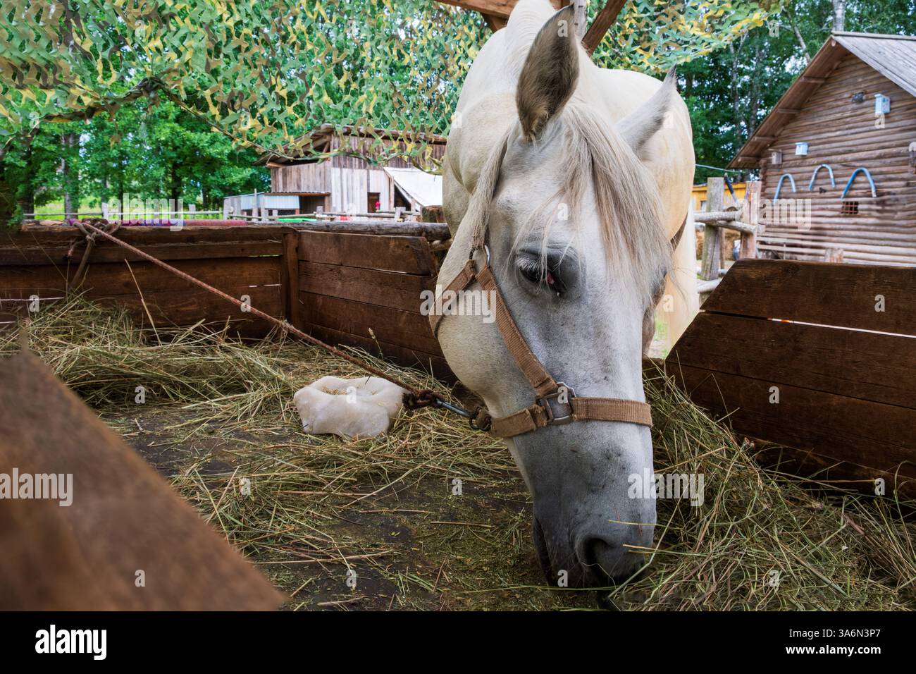 White Horse Eating Hay in Wooden Stable Stock Photo - Alamy
