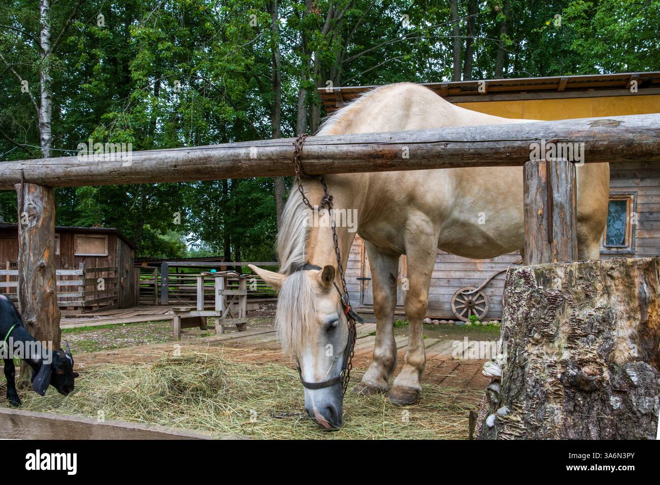 Horse and Goat Eating Hay in Rustic Farm Setting Stock Photo - Alamy