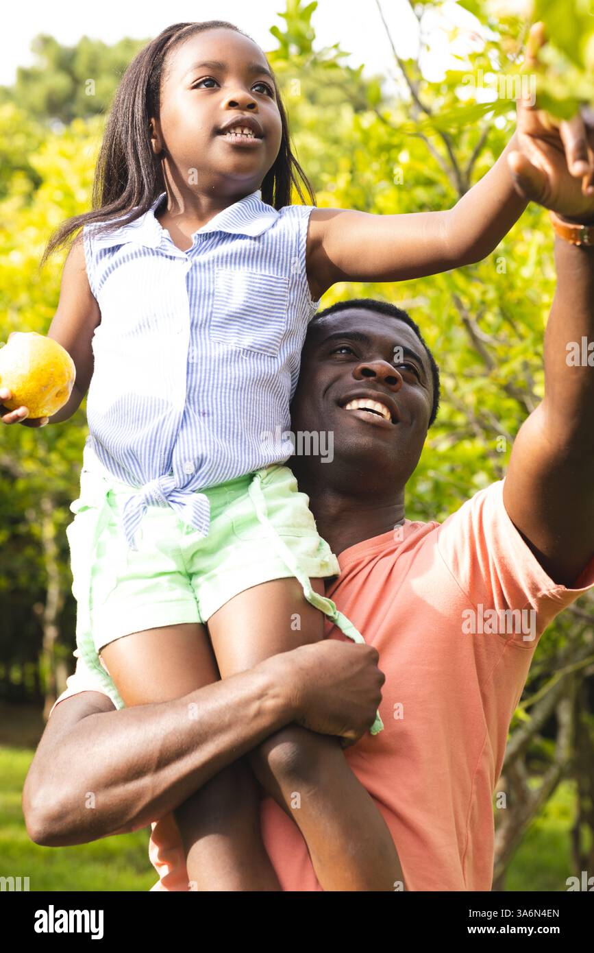 In garden, father lifting daughter picking fruit together on sunny day ...