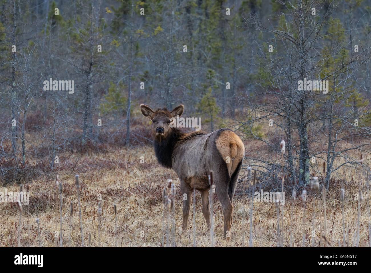 Young elk in the Clam Lake area of northern Wisconsin Stock Photo - Alamy