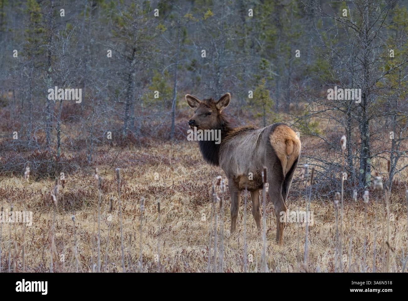 Young elk in the Clam Lake area of northern Wisconsin Stock Photo - Alamy