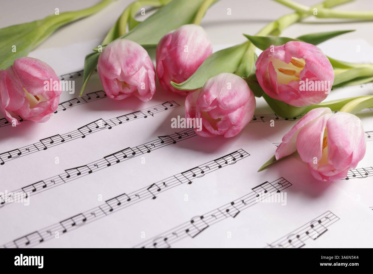 Beautiful tulips on sheets with music notes, closeup Stock Photo - Alamy