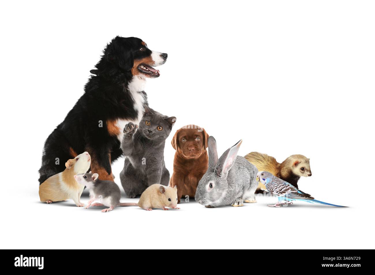 Group of cute domestic pets on white background Stock Photo - Alamy