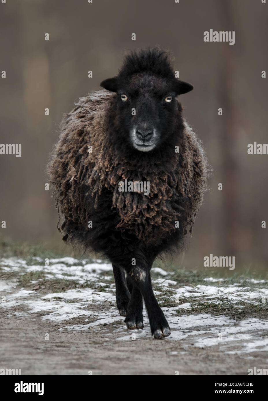A black Ouessant sheep walking down a path towards the camera, full ...