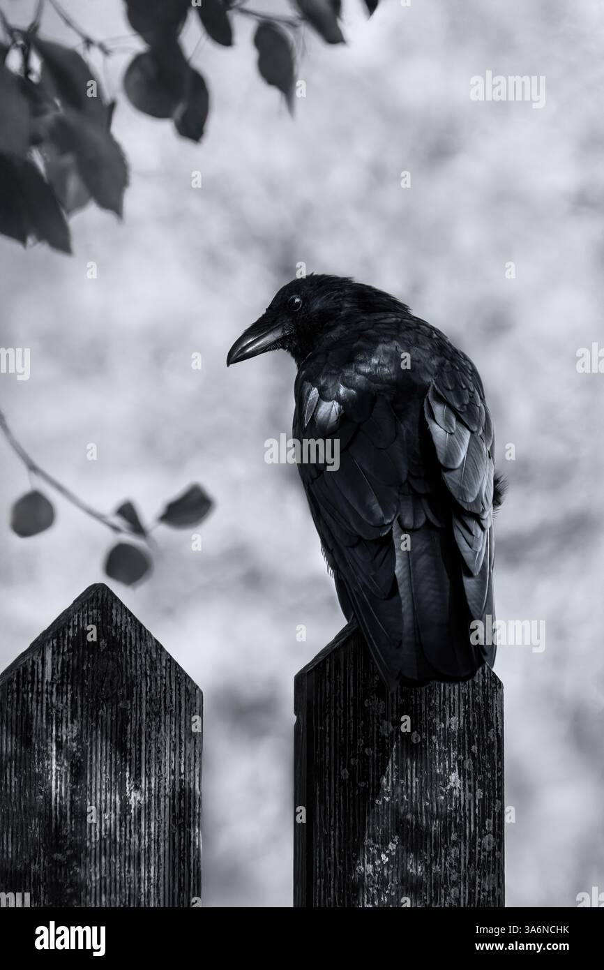 Rear-view of a carrion crow (Corvus corone) sitting on a fence and ...