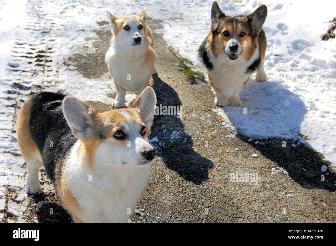Tricolour corgi hi-res stock photography and images - Alamy