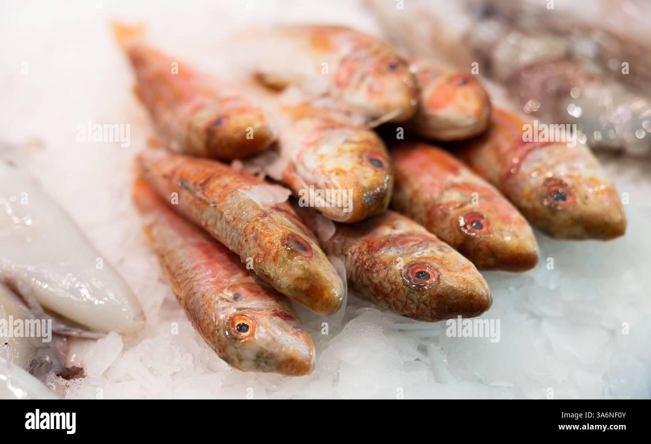 Crumbled ice, pile carcasses of red mullet lie on ice surface, close up ...