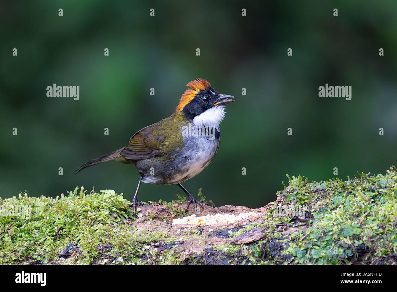 Side view of a Chestnut-capped Brushfinch (Arremon brunneinucha), near ...