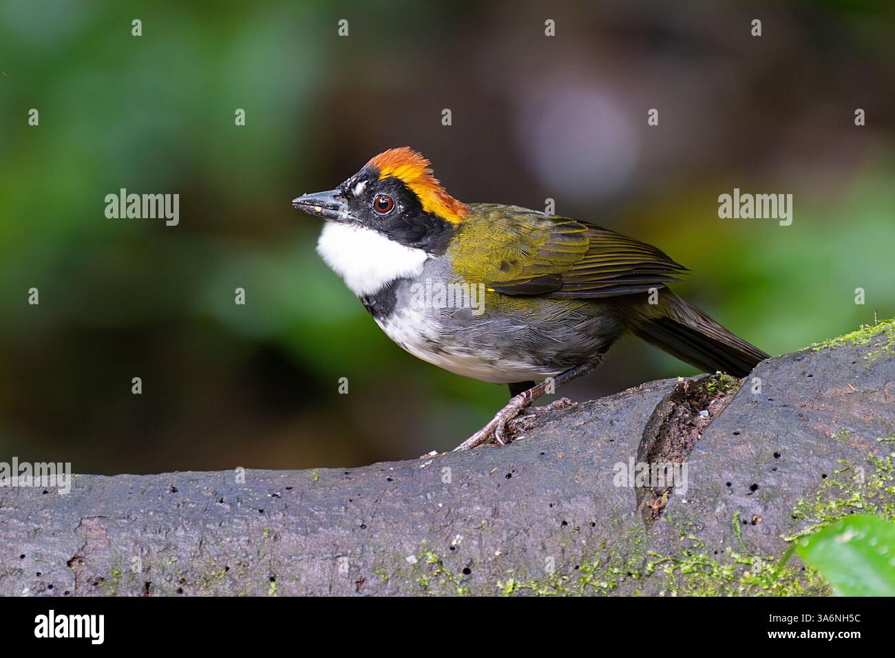 Side view of a Chestnut-capped Brushfinch (Arremon brunneinucha), near ...