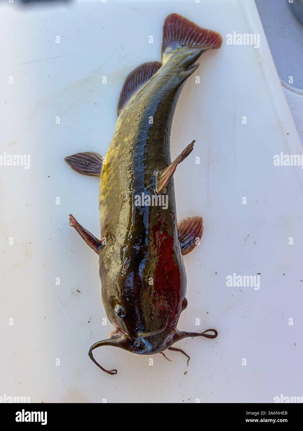 Bullhead catfish hi-res stock photography and images - Alamy
