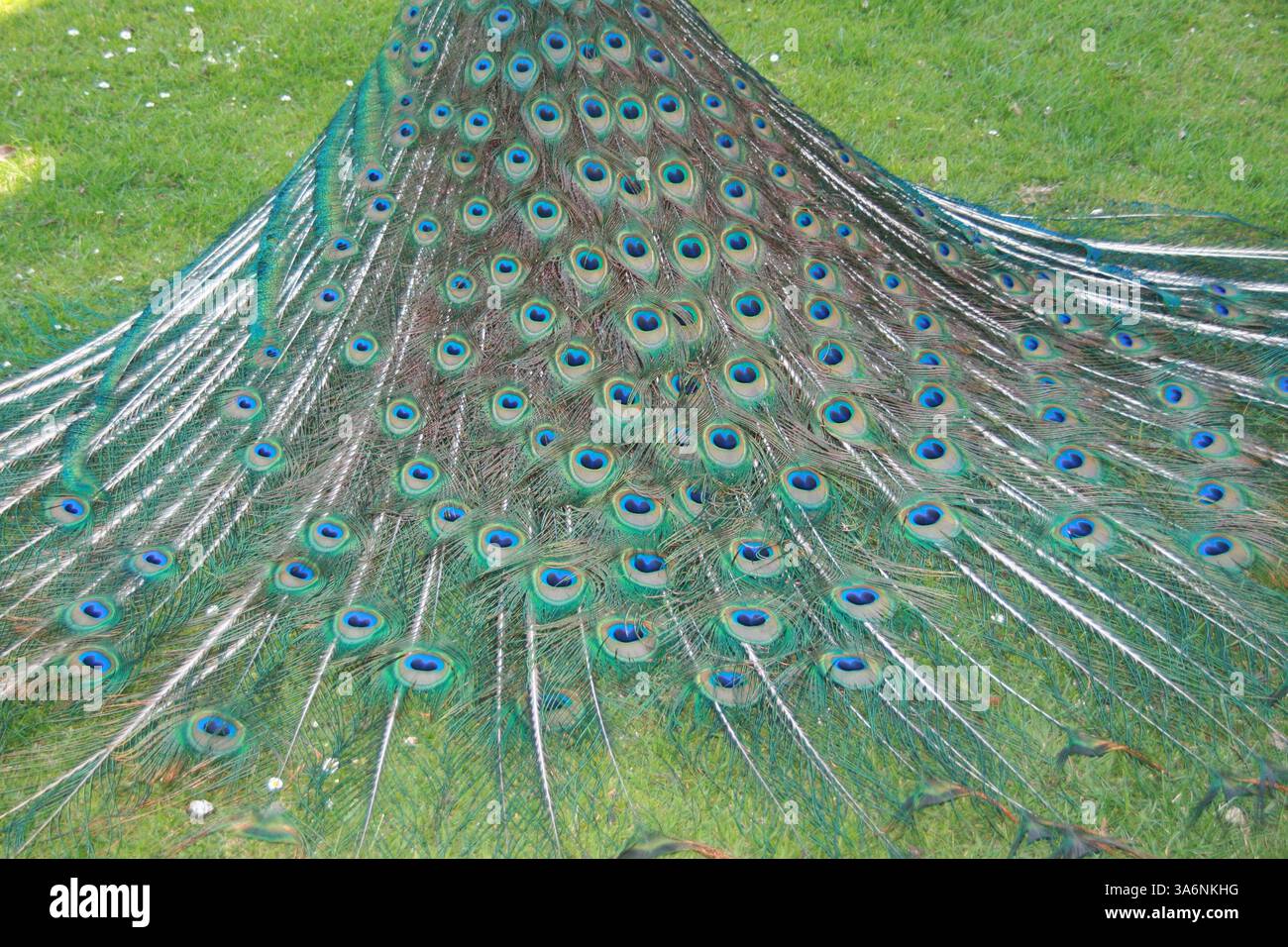 Beautiful peacock feathers flowing to the ground Stock Photo - Alamy