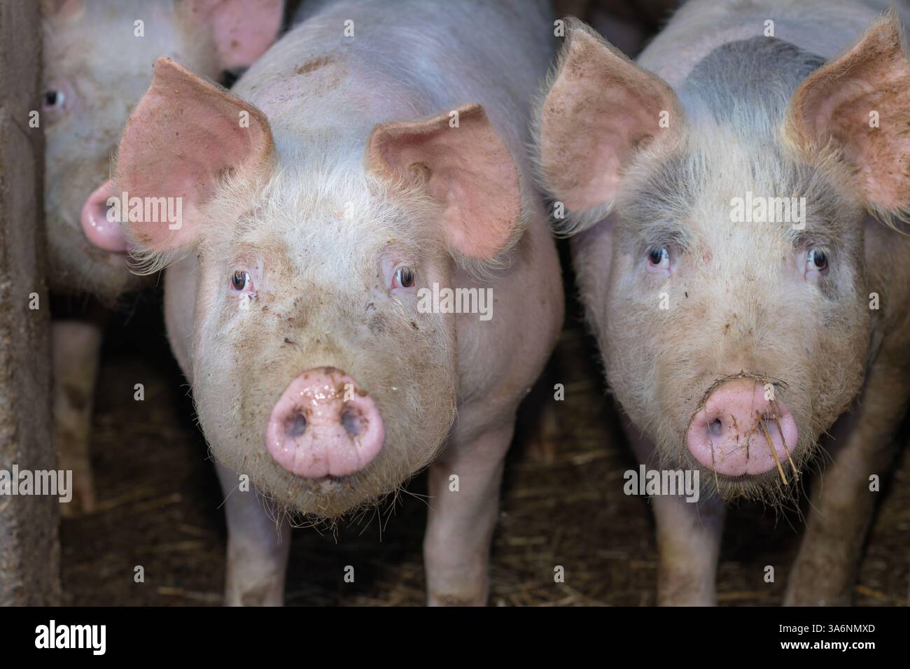 Two pigs stand attentively in a barn with hay on the ground, looking ...