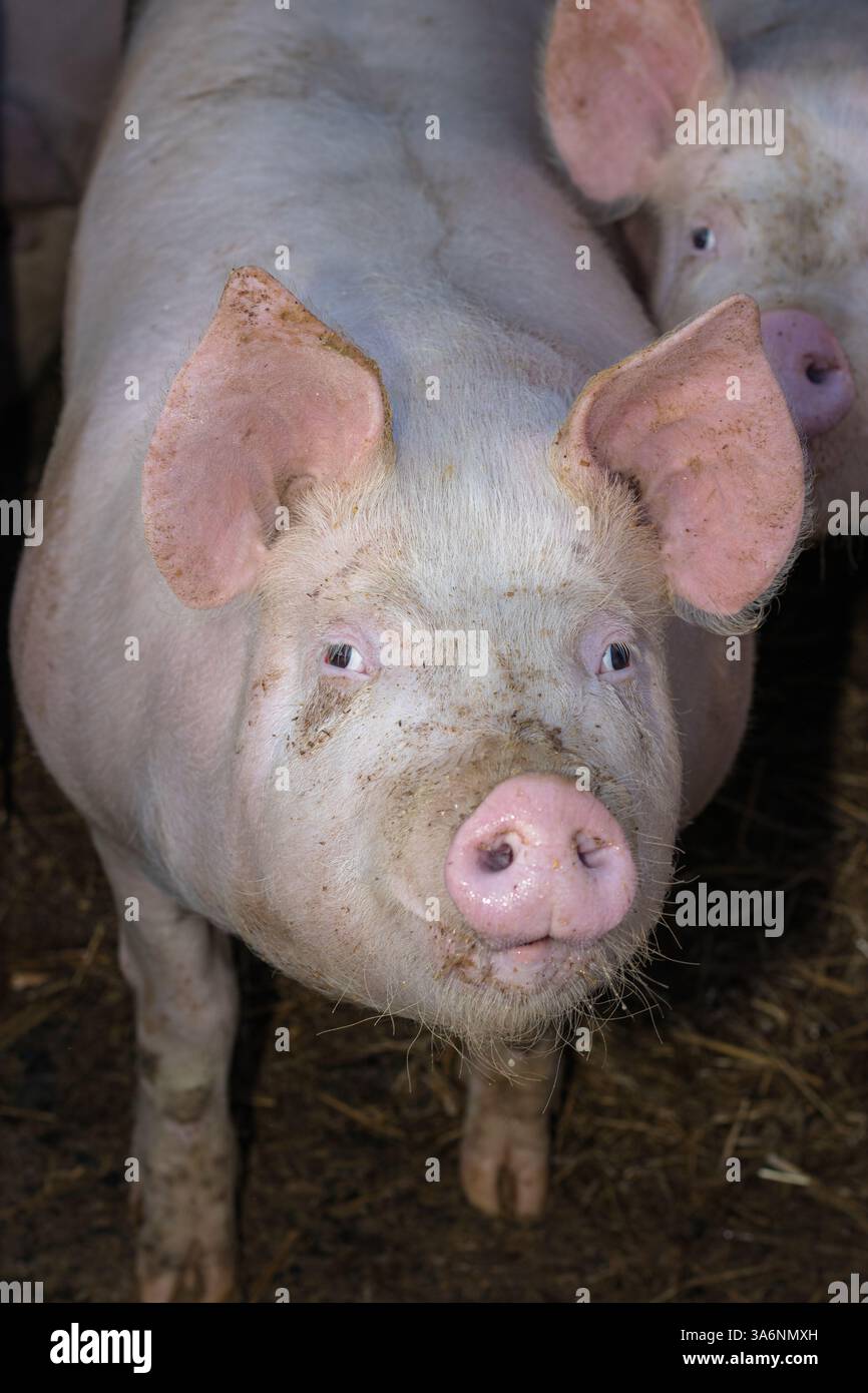 Two pigs stand attentively in a barn with hay on the ground, looking ...