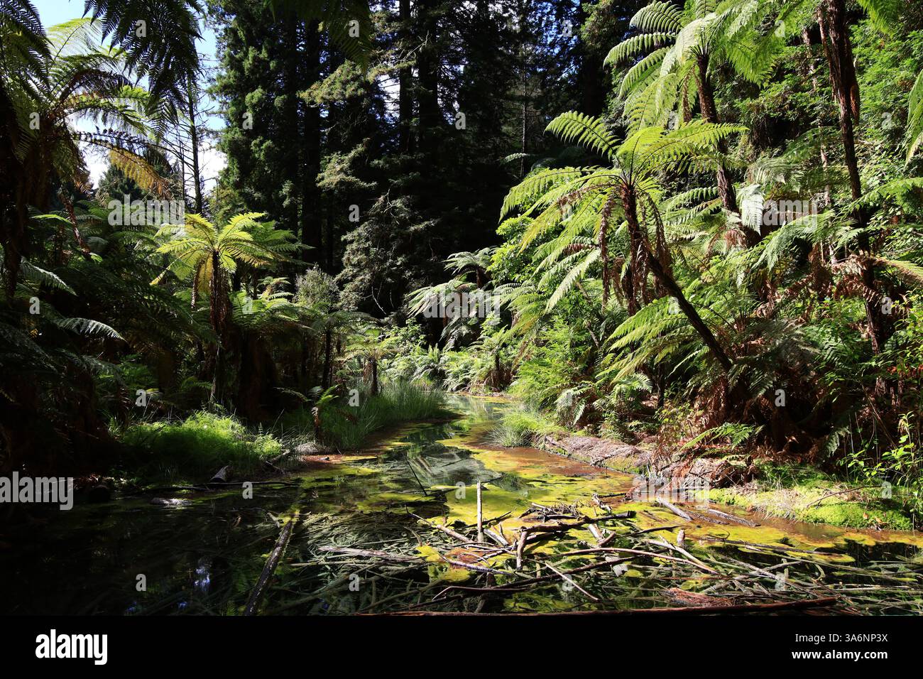 Redwoods Forest is a forest of naturalised coastal redwood on the ...