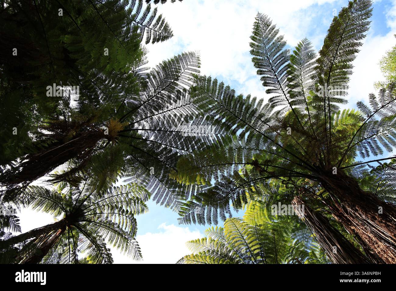 Redwoods Forest is a forest of naturalised coastal redwood on the ...