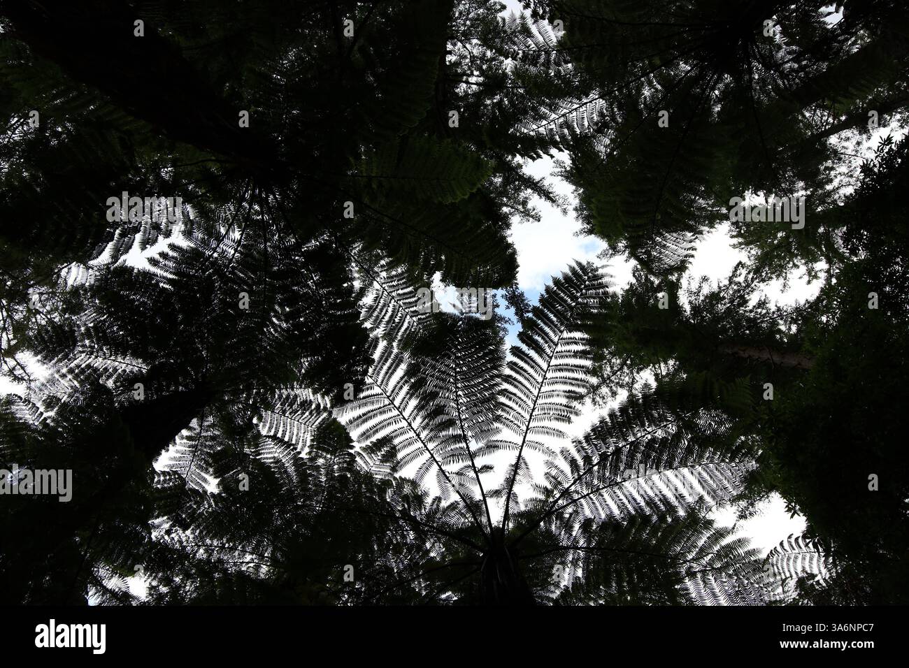 Redwoods Forest is a forest of naturalised coastal redwood on the ...