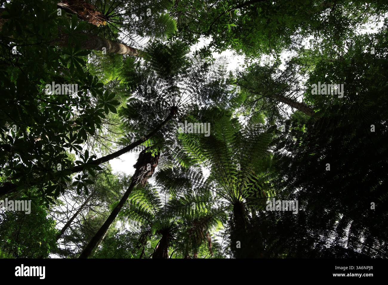 Redwoods Forest is a forest of naturalised coastal redwood on the ...
