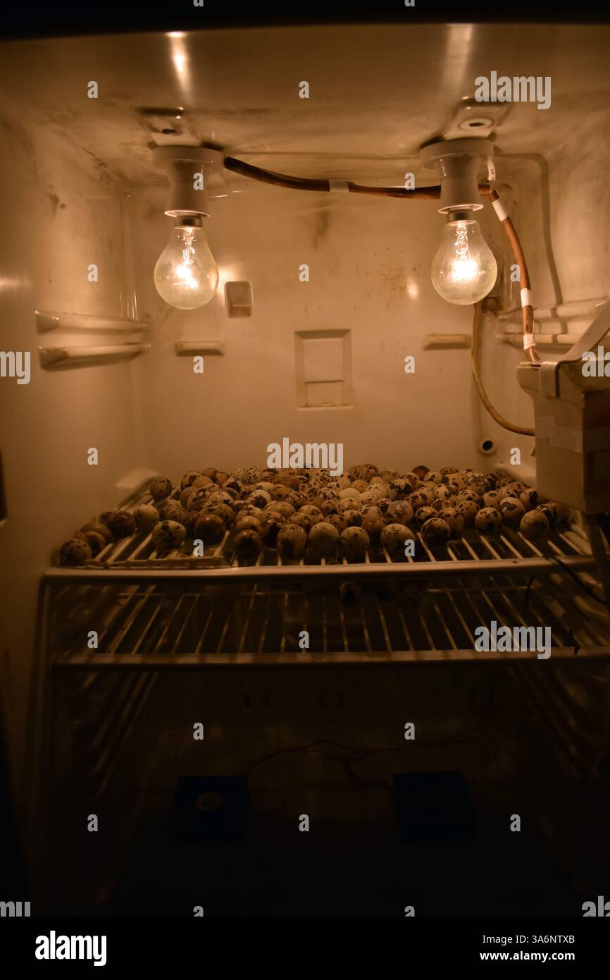 quail eggs close-up in a special box incubator. Incubating Chicken and ...