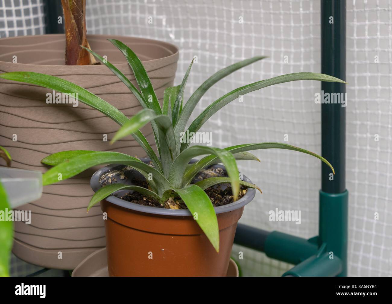 Potted pineapple Plant with Fresh Leaves growing in the greenhouse ...