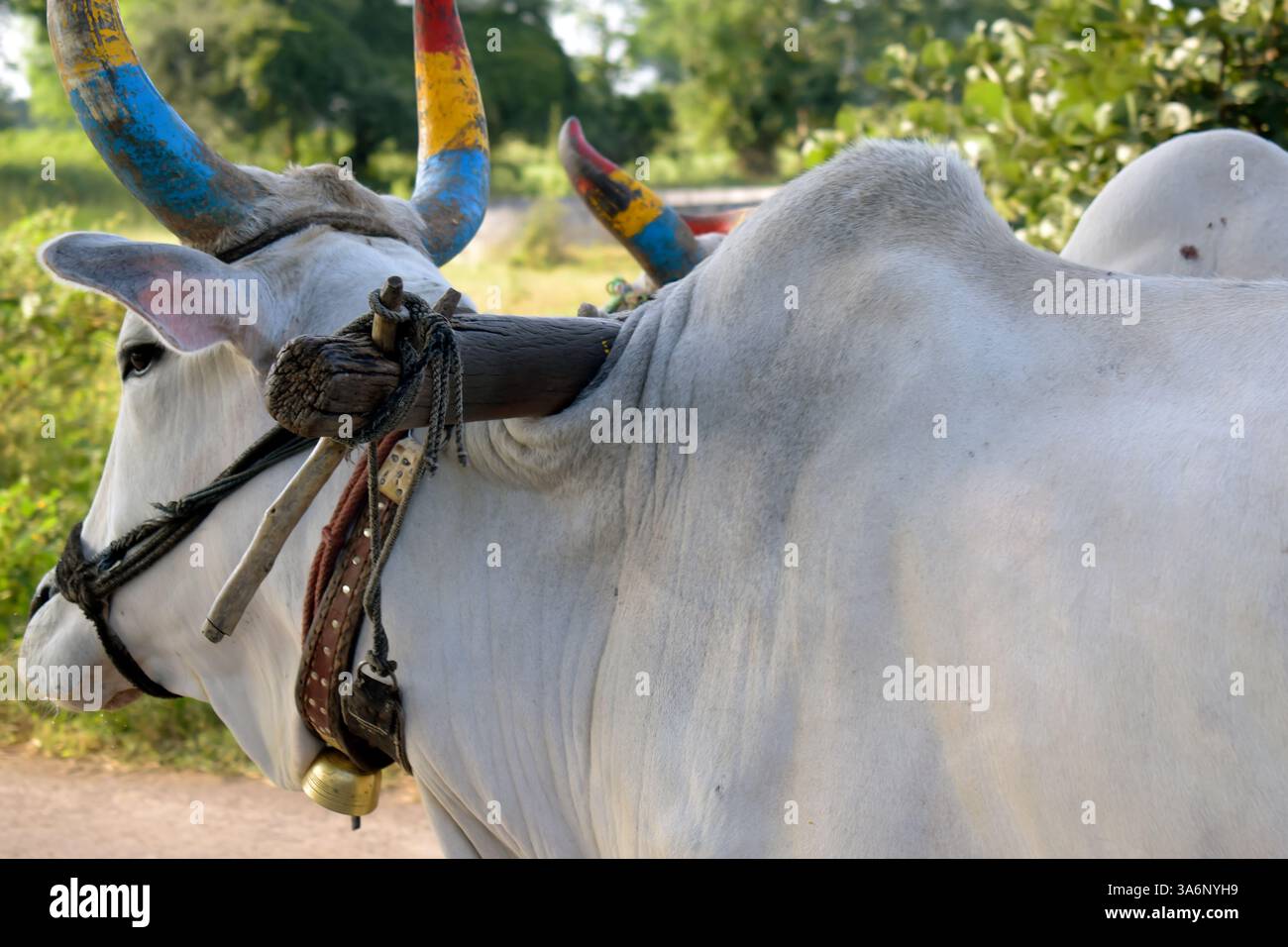 A Bullock cart on Indian road in a bright sunny day Stock Photo - Alamy