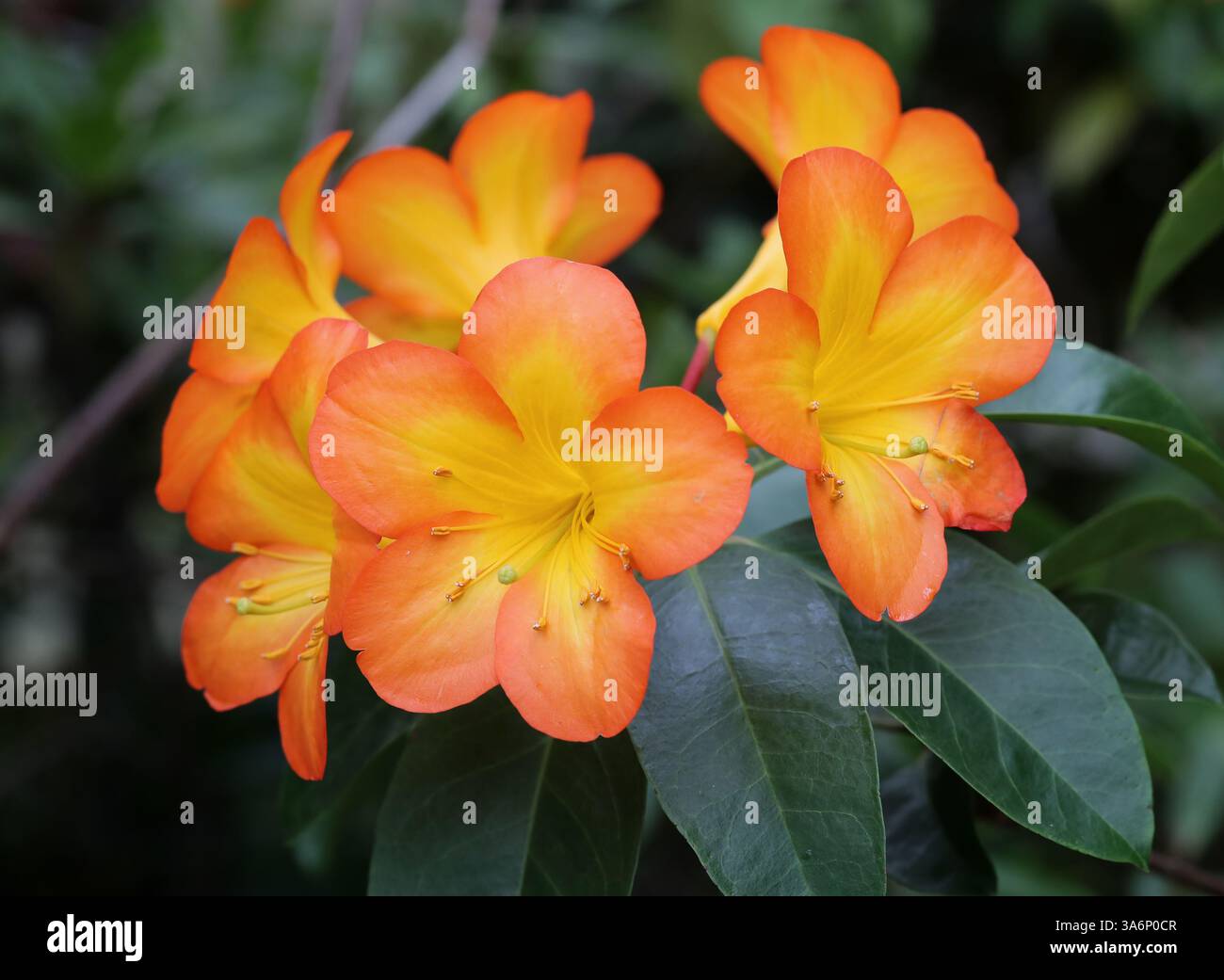 Vireya Rhododendron, Rhododendron zoelleri "Decimus", Ericaceae. New ...