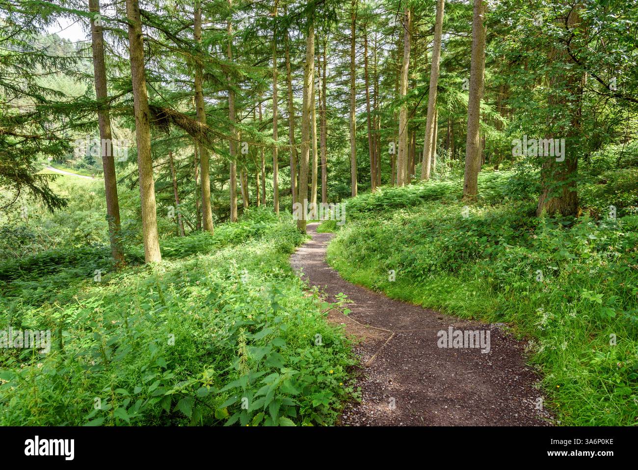 Empty narrow winding trail hi-res stock photography and images - Alamy