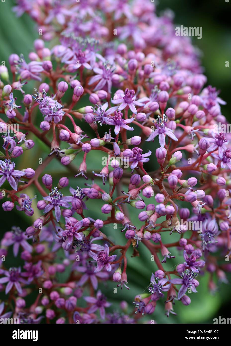 Blue Evergreen Hydrangea, Dichroa febrifuga, Hydrangeaceae. Western ...