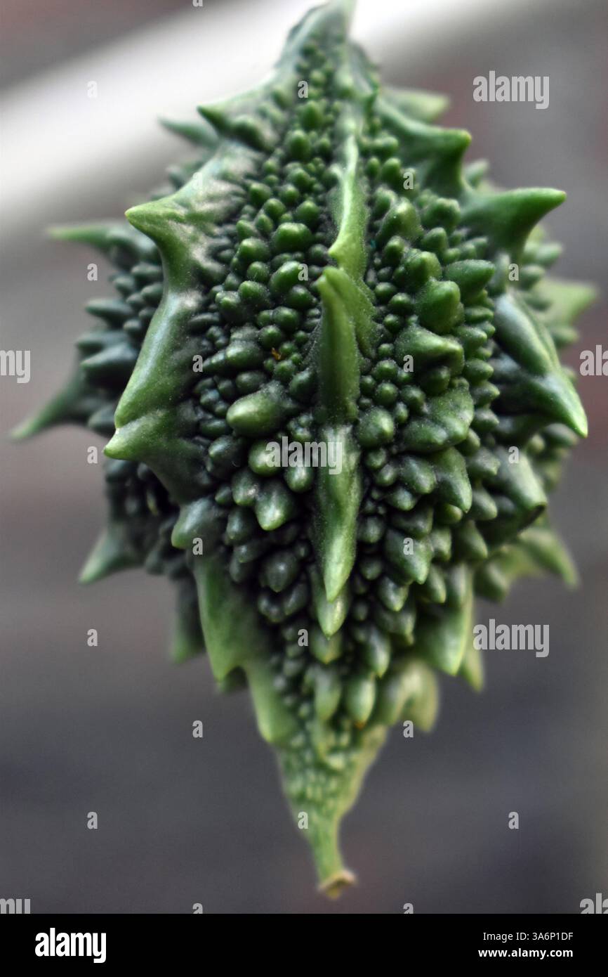 Closeup fresh bitter gourd ( bitter cucumber, Momordica Charantia or ...