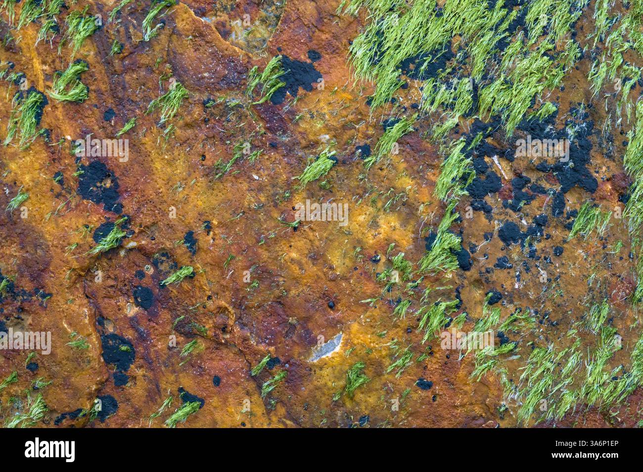 Layered seaweed texture hi-res stock photography and images - Alamy