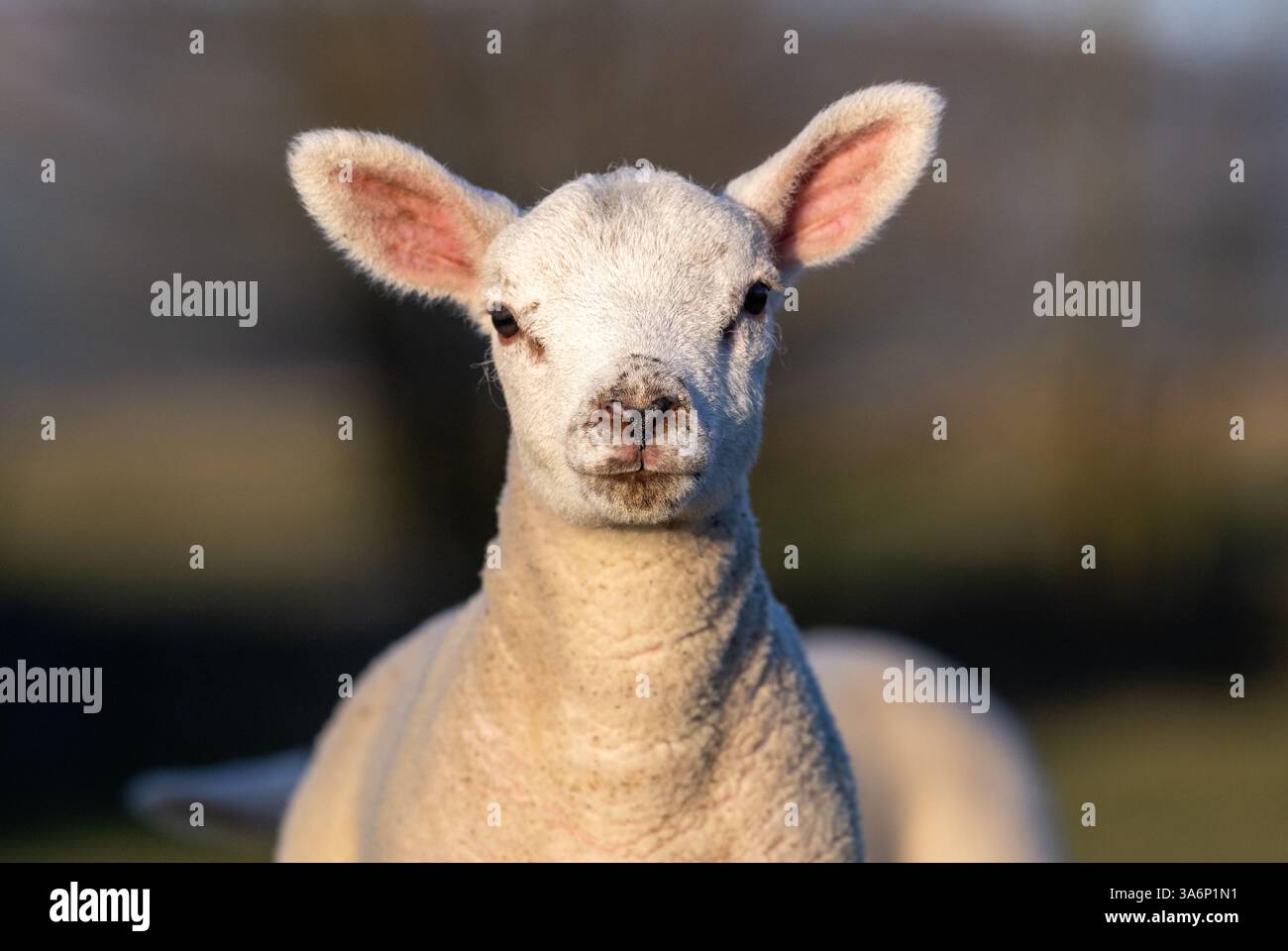 Cute white crossbred lamb on a hill farm in North Yorkshire, UK Stock ...