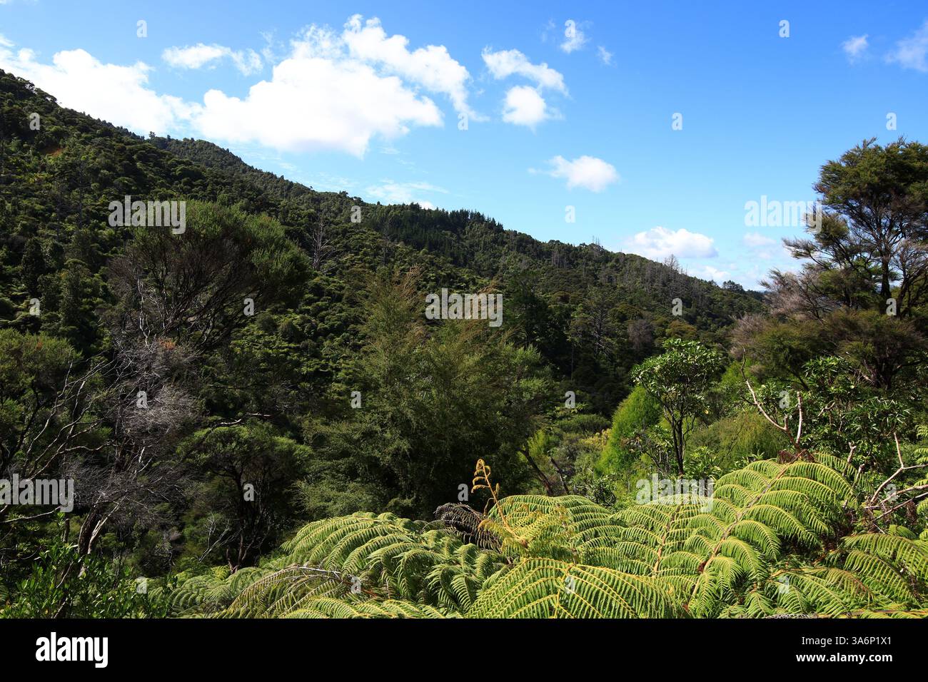 Coromandel is a town on the Coromandel Harbour, on the western side of ...