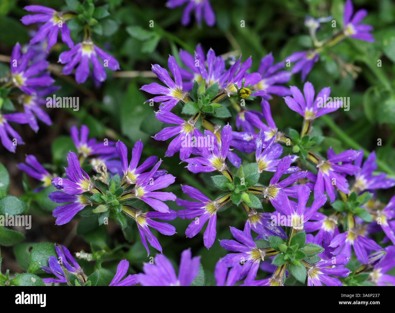 Fairy Fan-flower or Common Fan-flower, Scaevola aemula, Goodeniaceae ...