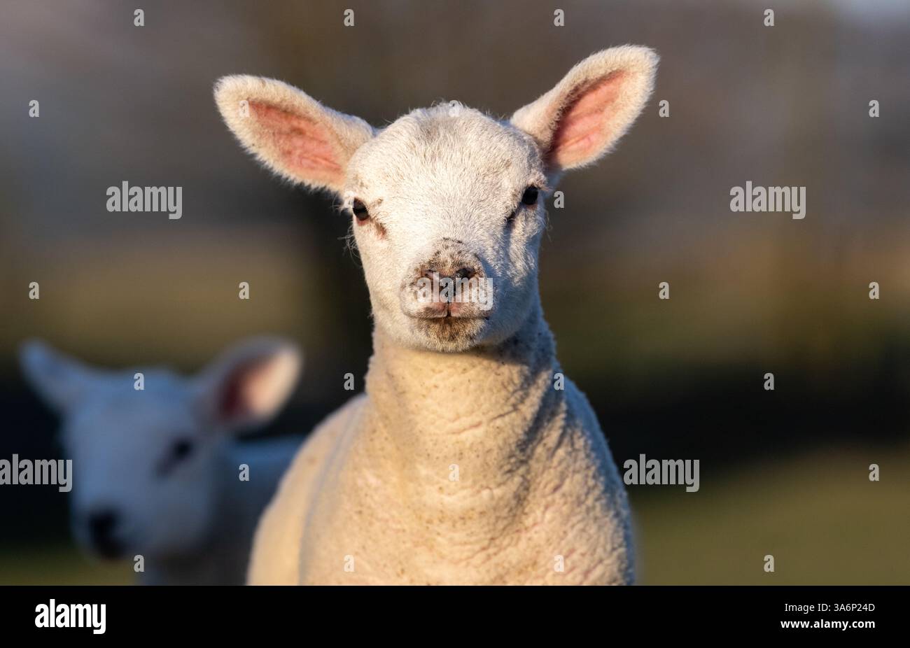 Cute white crossbred lamb on a hill farm in North Yorkshire, UK Stock ...