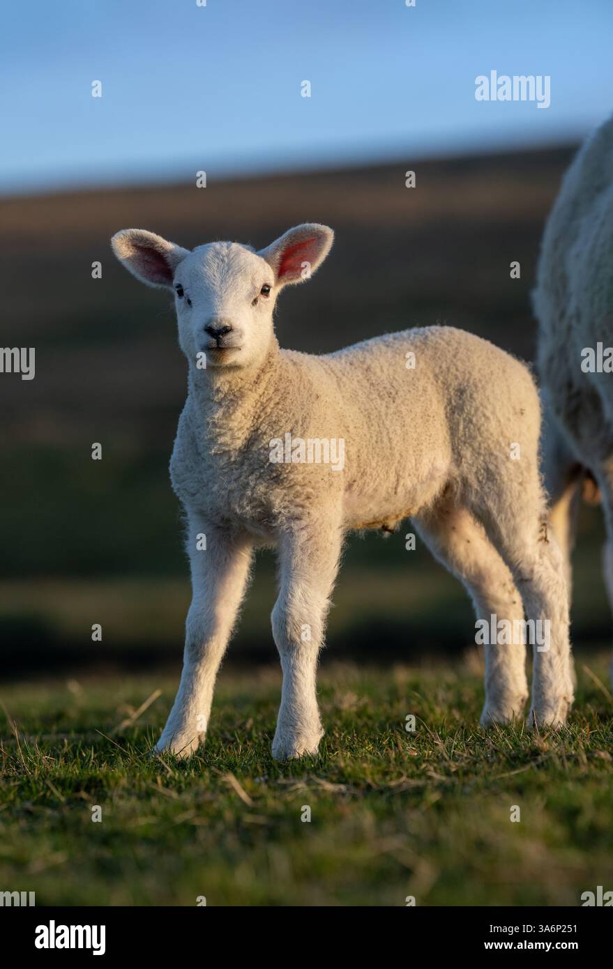 Cute white crossbred lamb on a hill farm in North Yorkshire, UK Stock ...