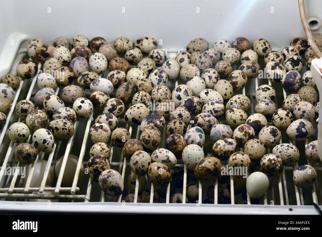 Growing quails on a poultry farm. Many quail eggs close-up in a special ...