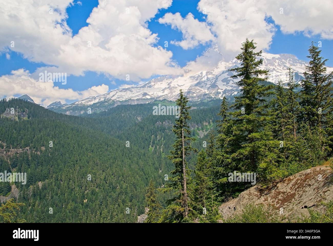 Snow capped mount Rainier under clouds viewed from fir tree covered ...
