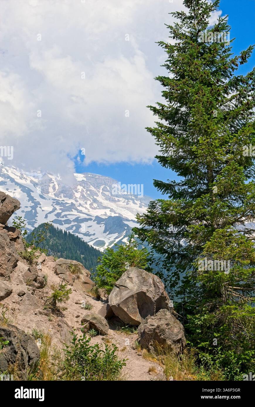 Snow capped mount Rainier under clouds viewed from fir tree covered ...