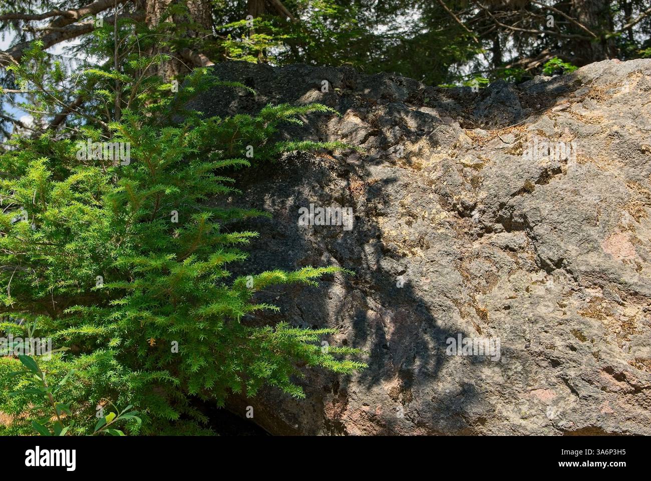 Yew tree growing in crevice of rock outcrop in Mount Rainier National ...
