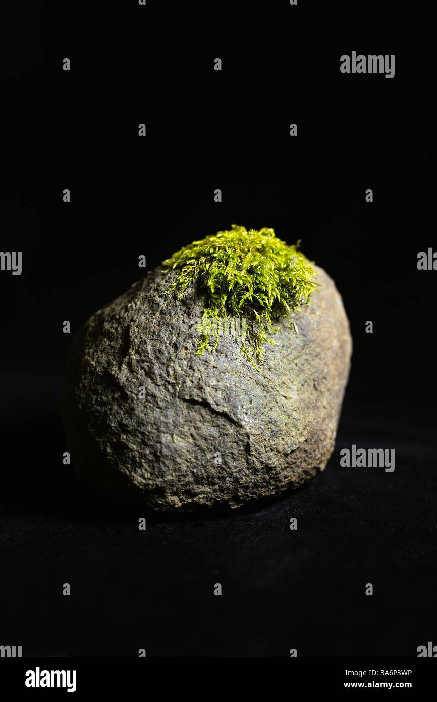 A rock with a bit of moss growing on top Stock Photo - Alamy