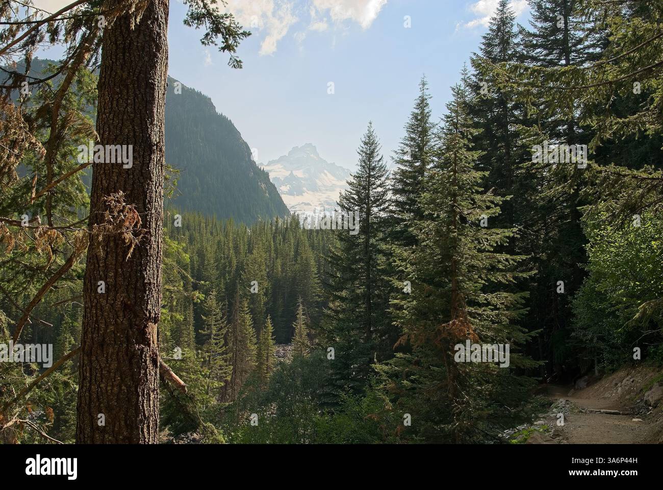 Snow capped mount Rainier framed by brightly lit fir tree covered ...