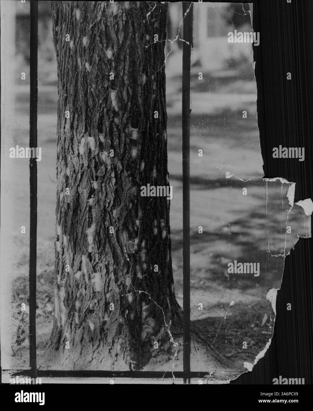 This image captures the distinctive cocoons of the Tussock Moth ...