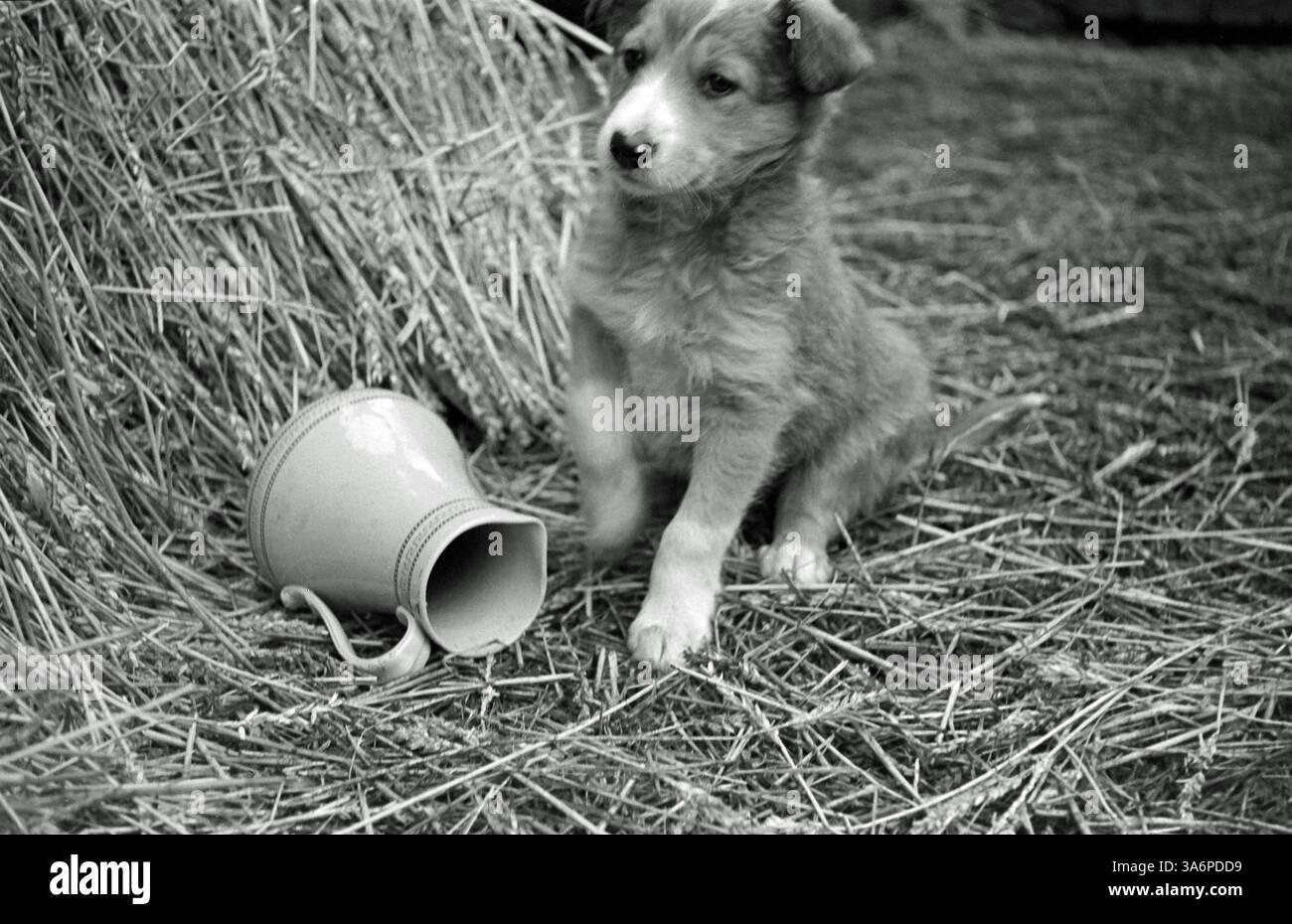 1950s Farm album, puppies lambs children 35 mm BW England UK Stock ...