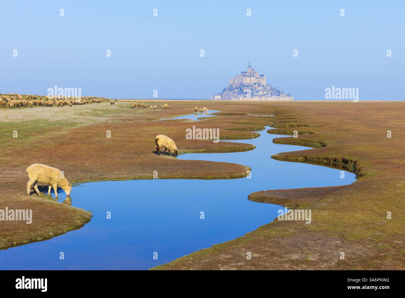Several sheep drinking water near Mont-Saint-Michel, a medieval ...