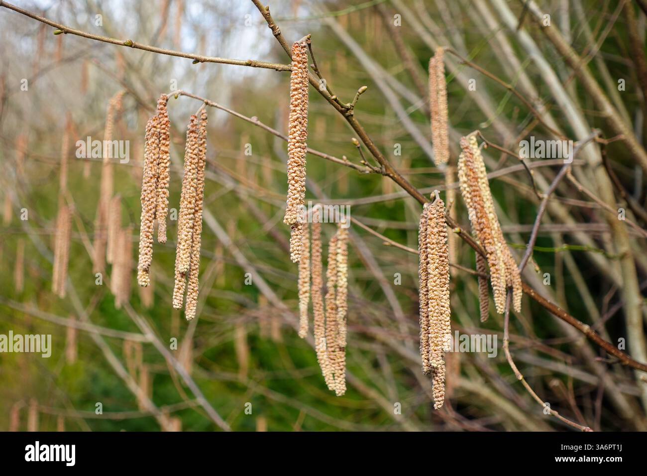 Hazel Catkins Swinging in Early Spring Breeze Stock Photo - Alamy