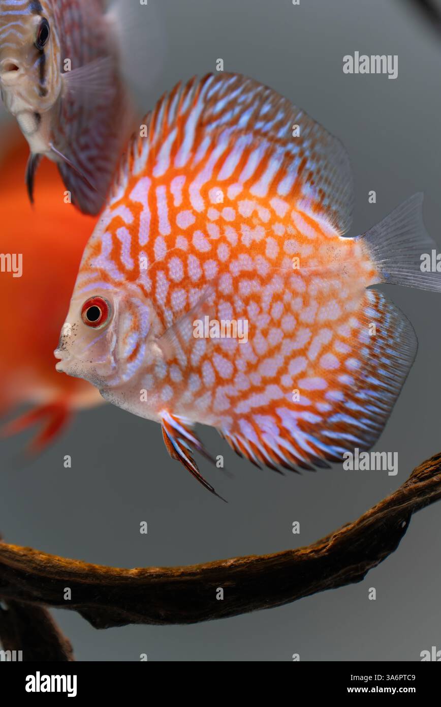 Colorful Discus Fish Swimming in Aquarium Stock Photo - Alamy